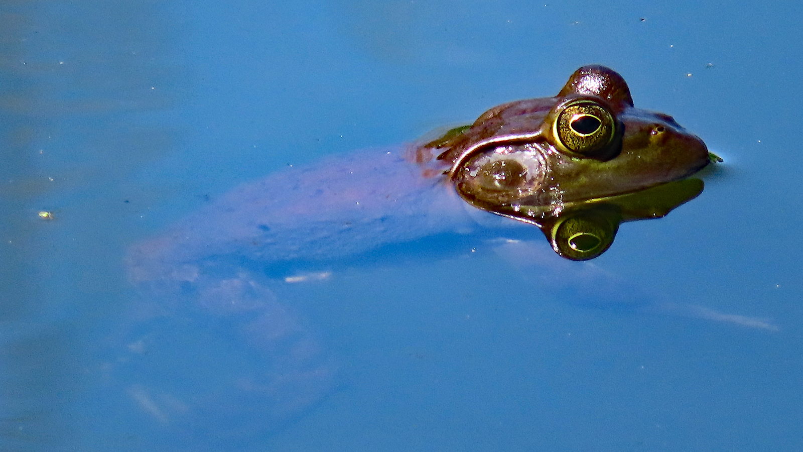 Four-Eyed Frog | RegenAxe