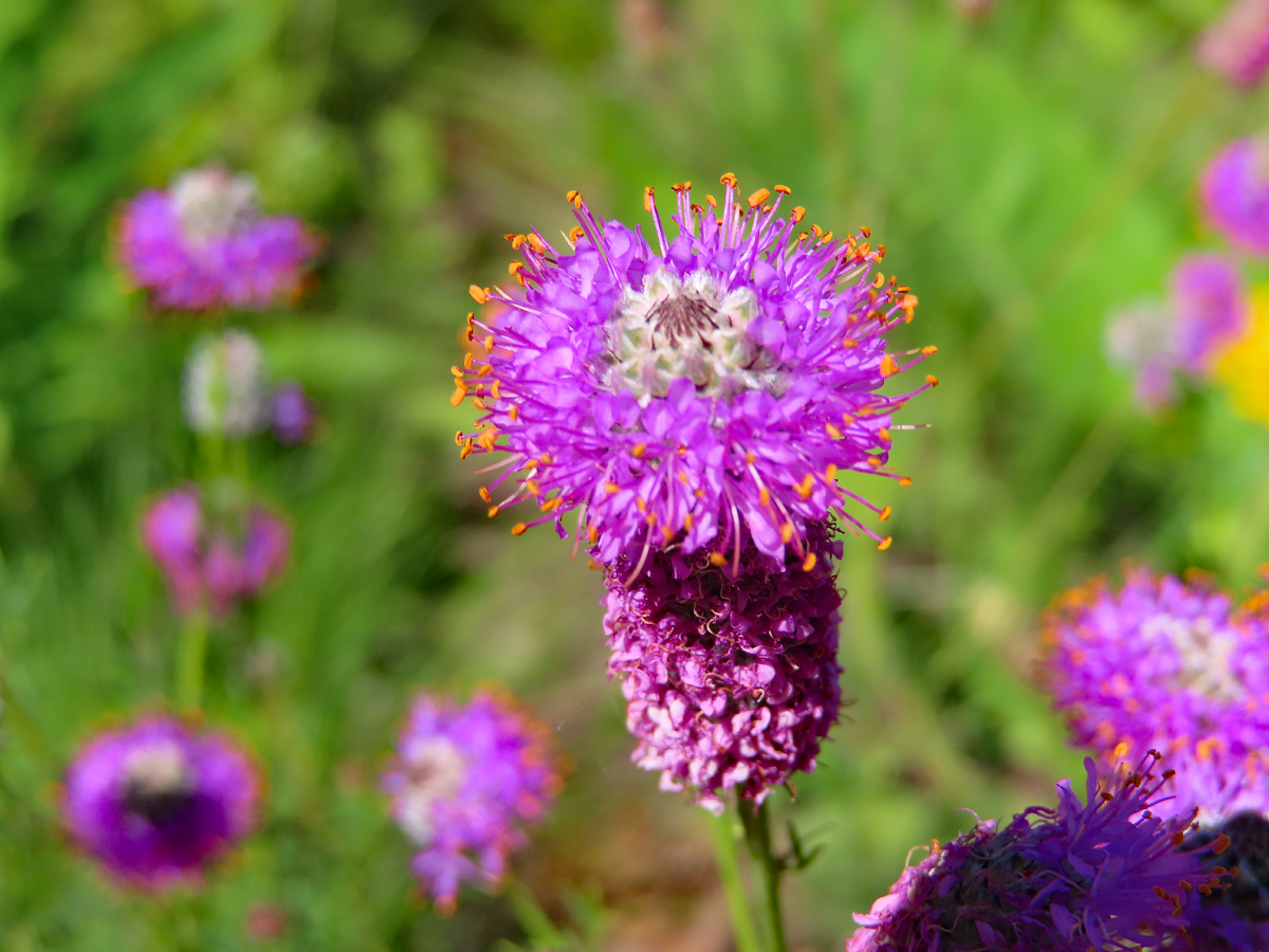 Purple Prairie Clover | RegenAxe