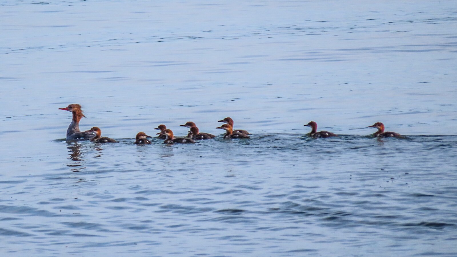 Mergansers | RegenAxe