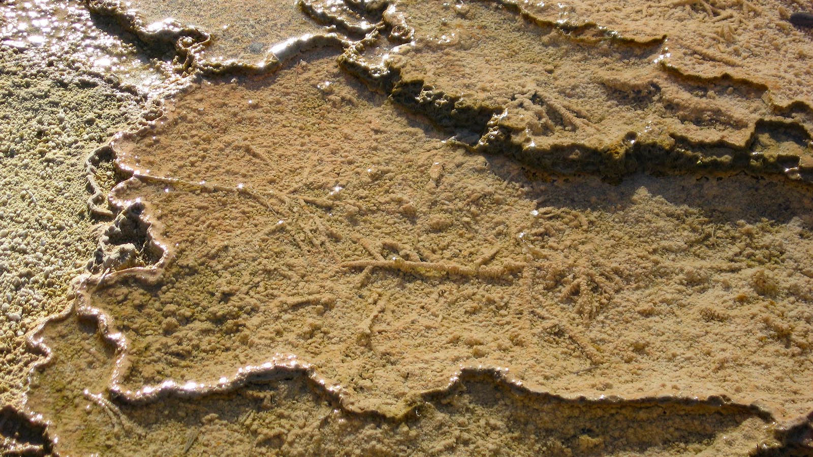 Yellowstone Bacterial Mats | RegenAxe