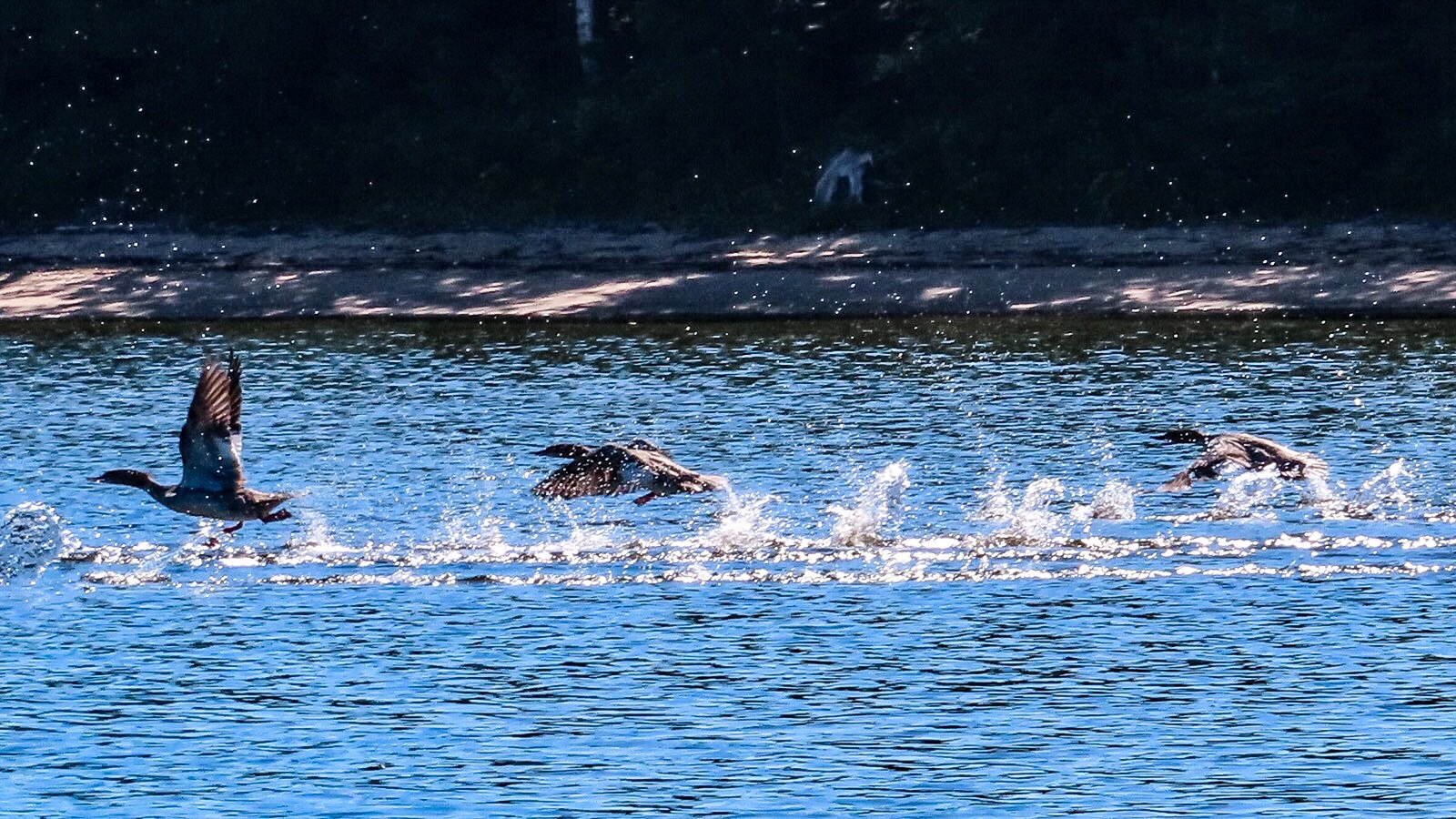 Cedar Point Mergansers | RegenAxe