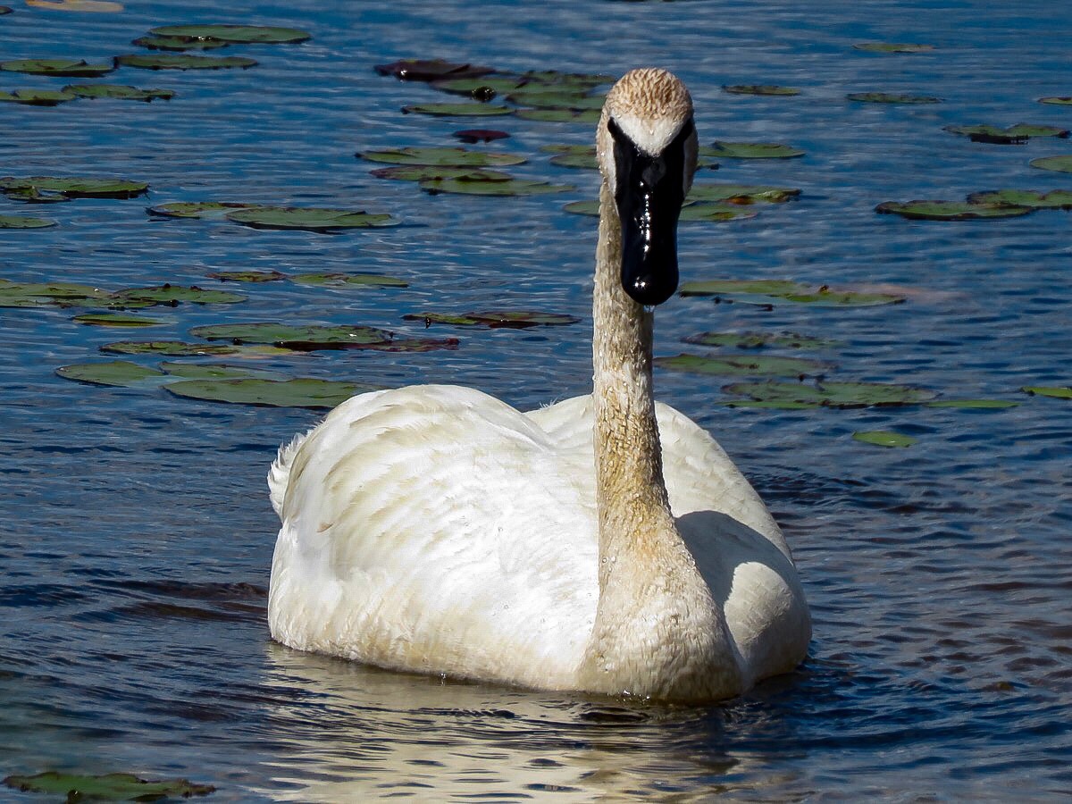 Trumpeter Swan | RegenAxe