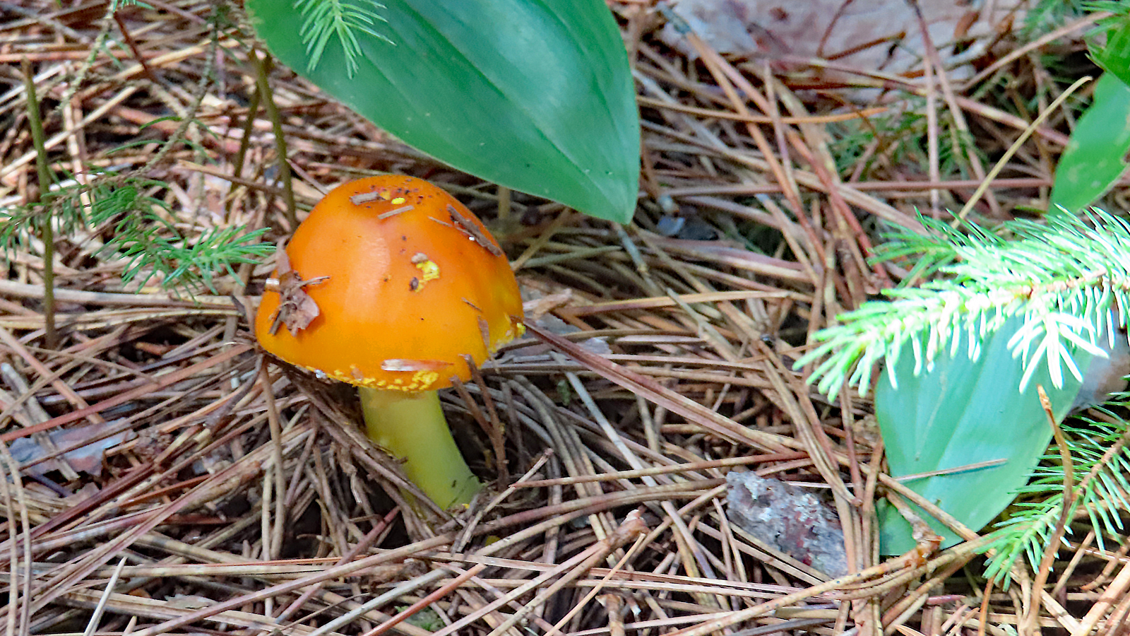 Beach Path Mushroom | RegenAxe