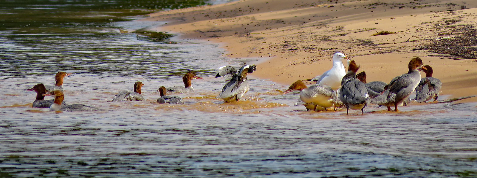 Mergansers Fishing | RegenAxe