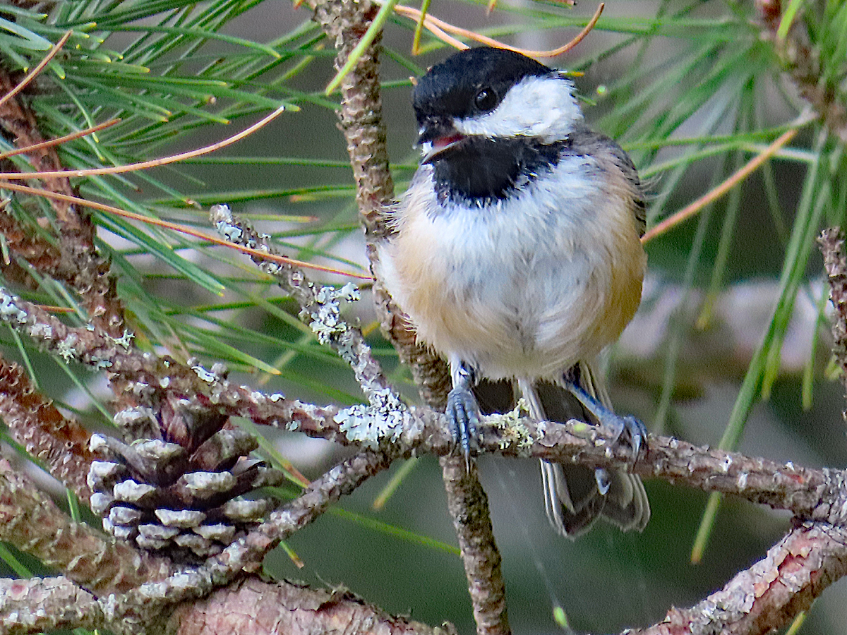 Blacked-Capped Chickadee | RegenAxe