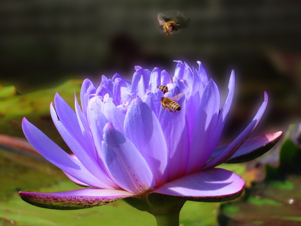 Water Lily with Honeybees | RegenAxe