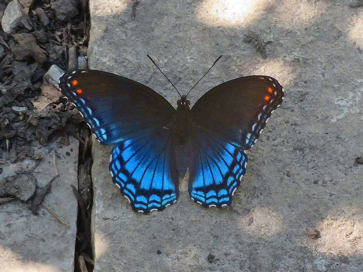 Red-spotted Purple | RegenAxe