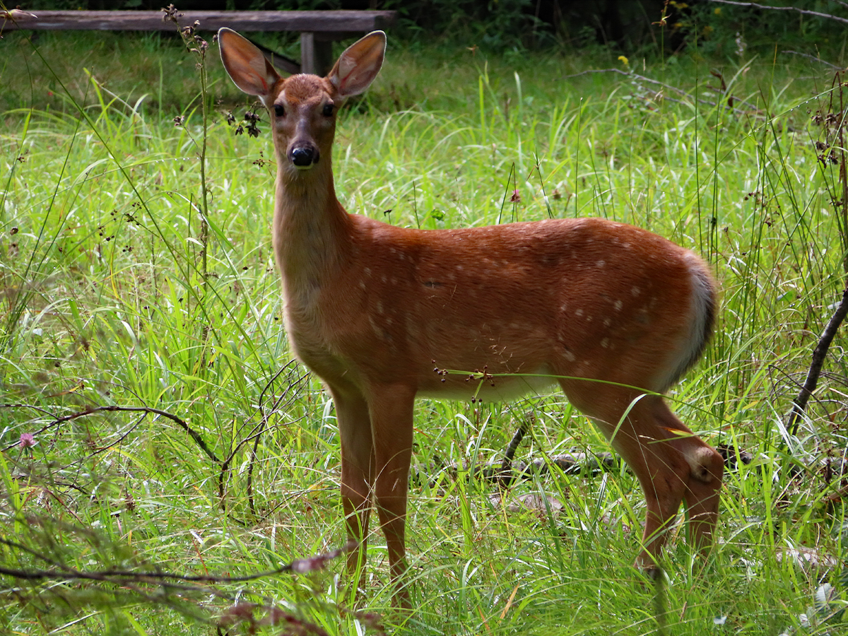Fawn Spotted Deer | RegenAxe