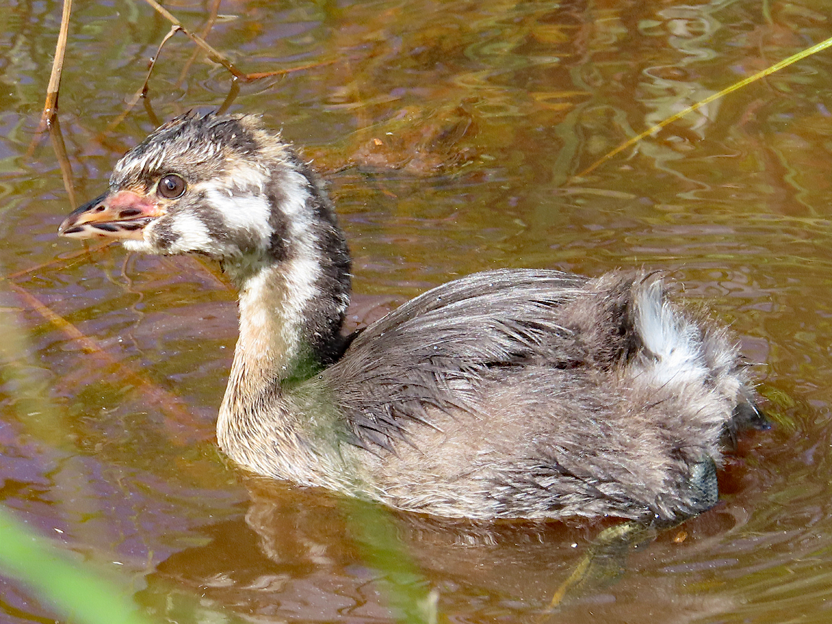 Lower St. Mary’s River | RegenAxe