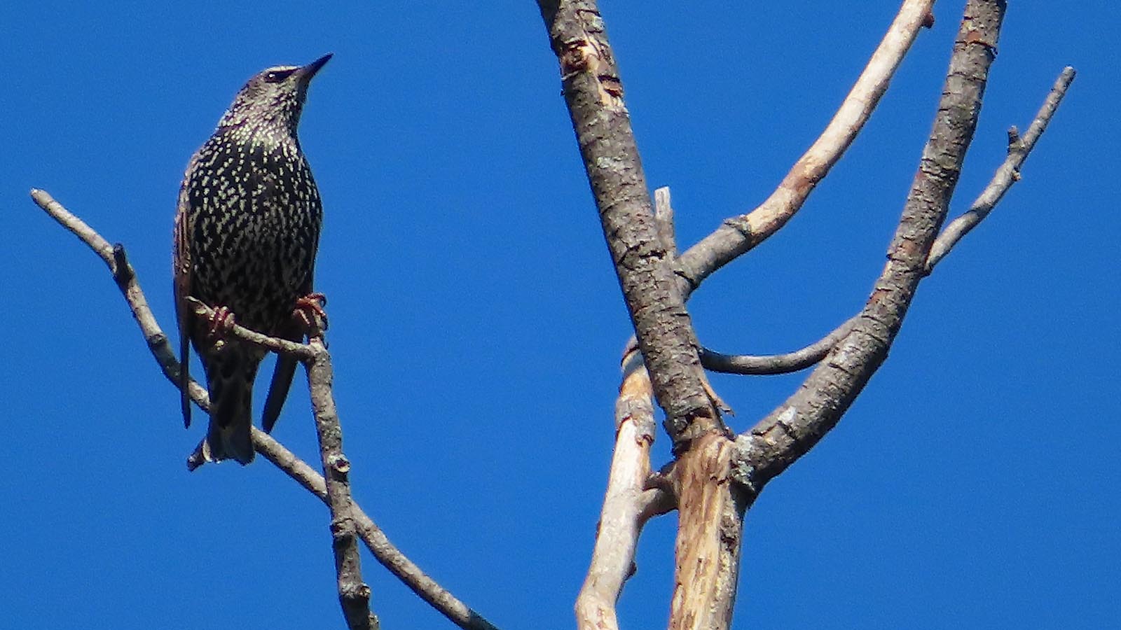 Mystery Bird | RegenAxe