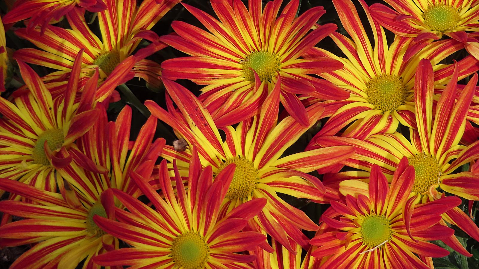Red and Yellow Daisies | RegenAxe