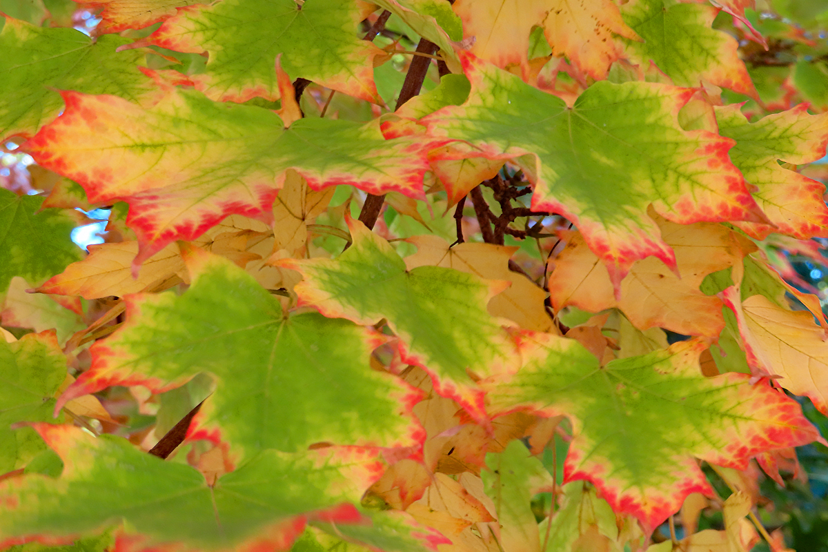 Red-Edged Maple Turning | RegenAxe