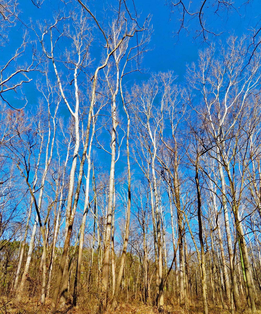 Under the Sycamore Tree | RegenAxe