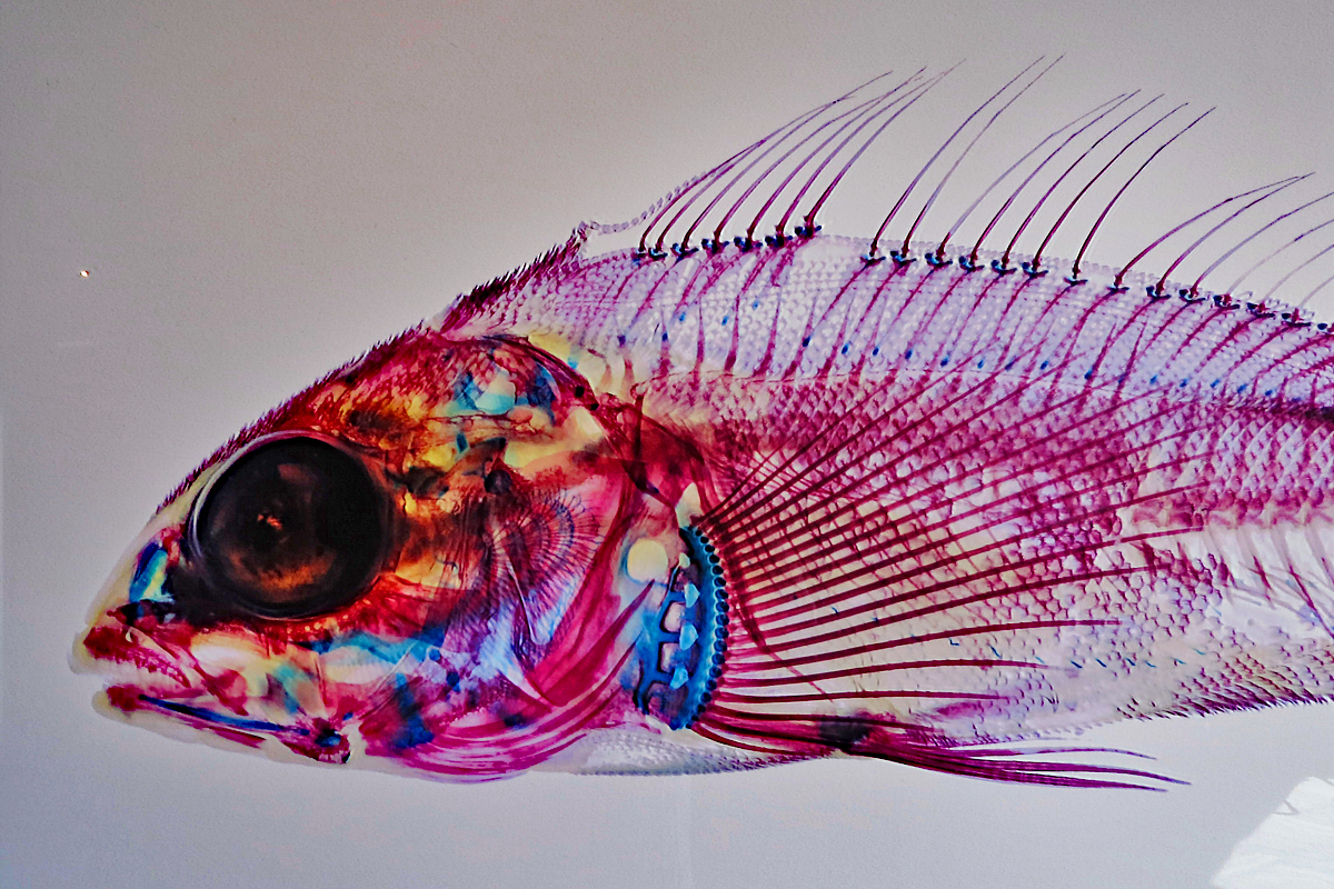 White-spotted Greenling | RegenAxe