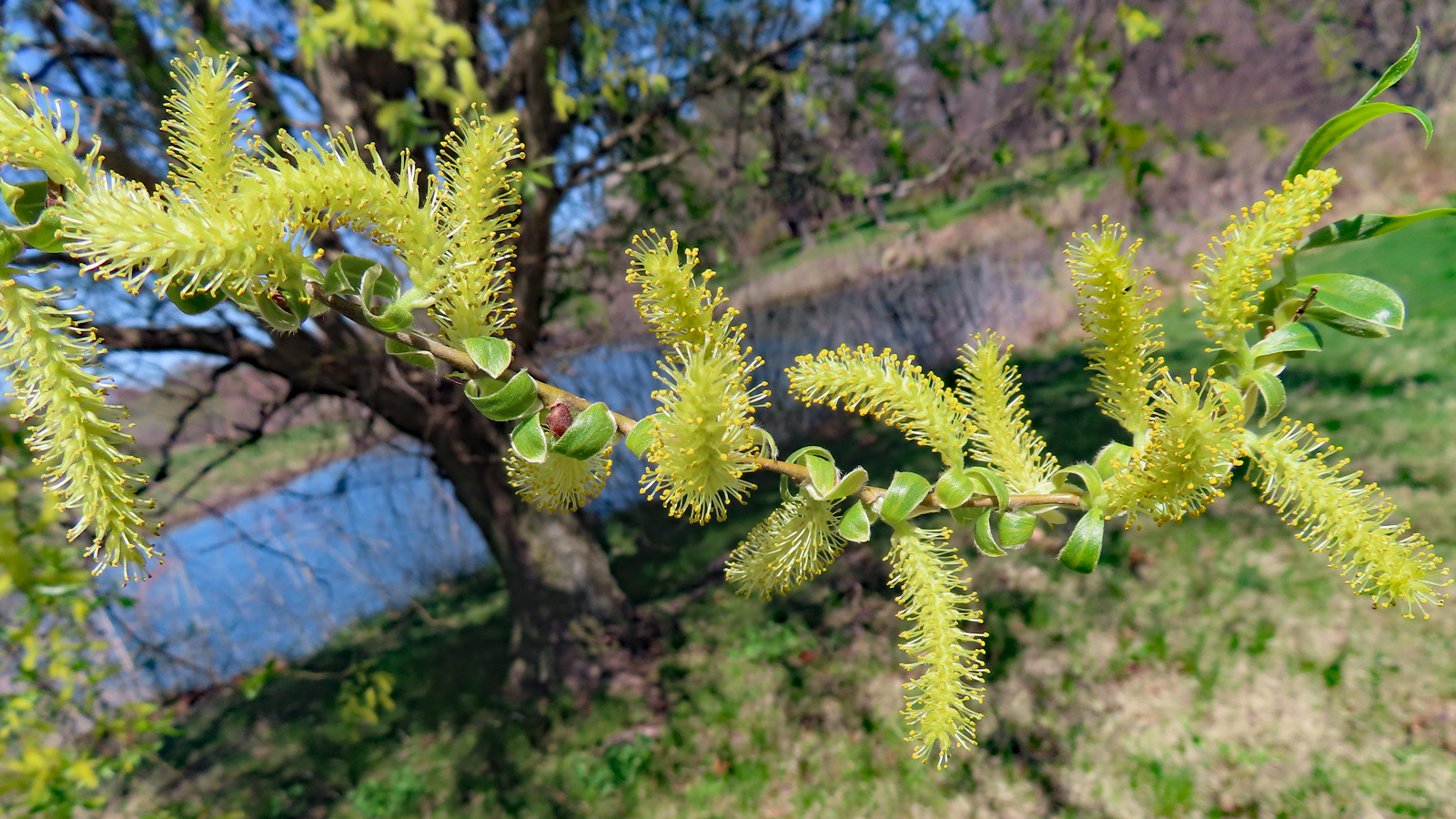 Babylon Willow | RegenAxe