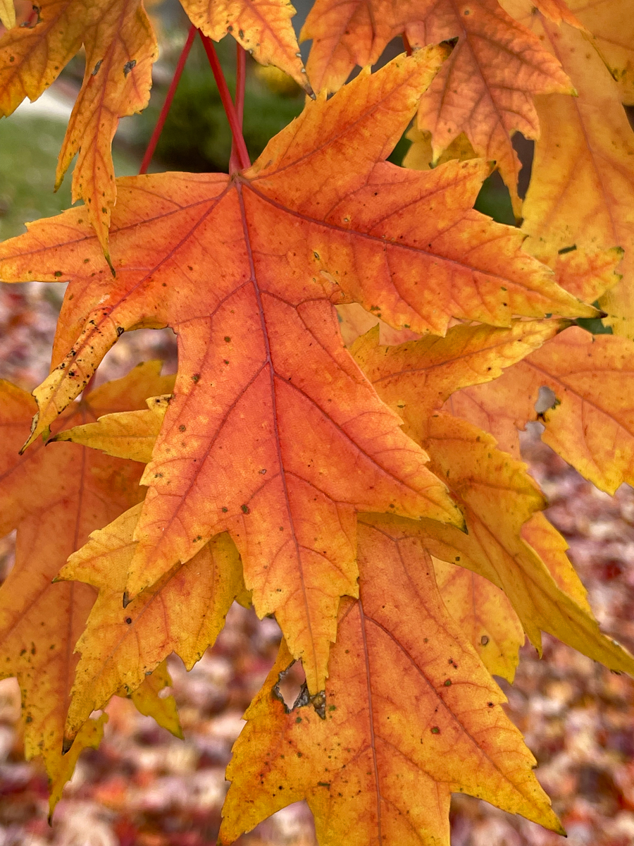 Maple Leaves | RegenAxe