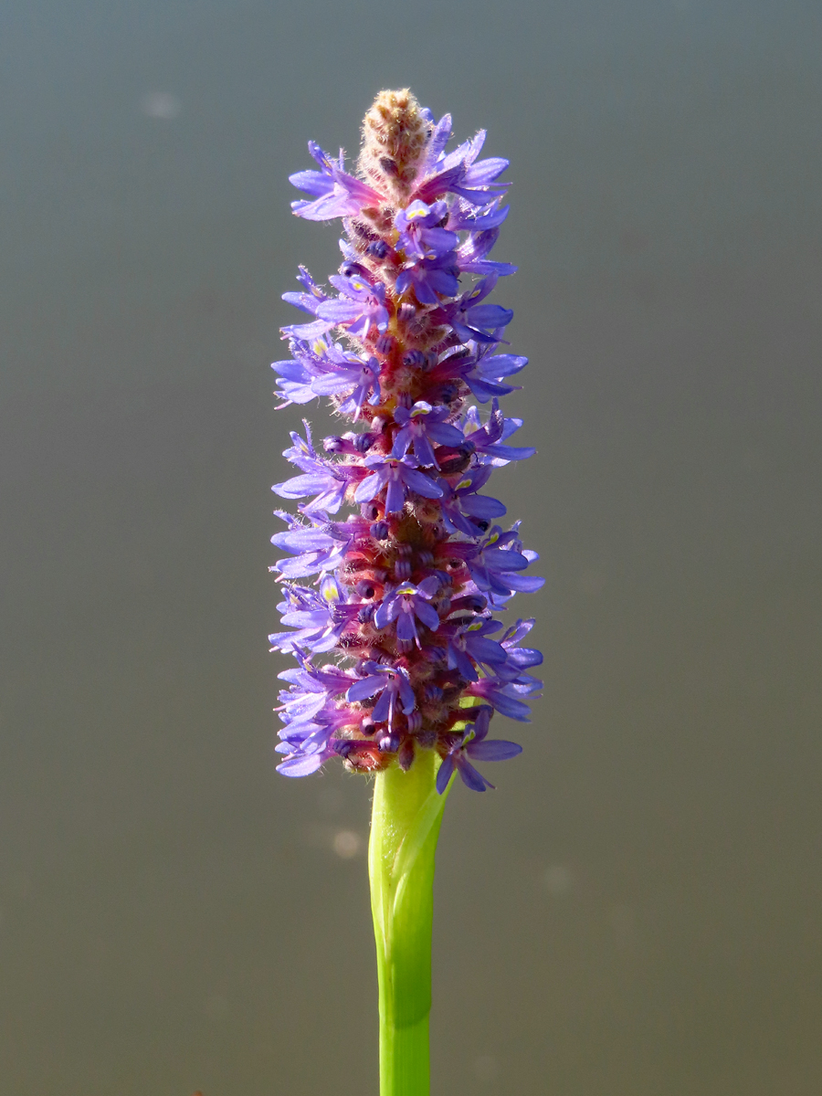 Pickerel Weed | RegenAxe