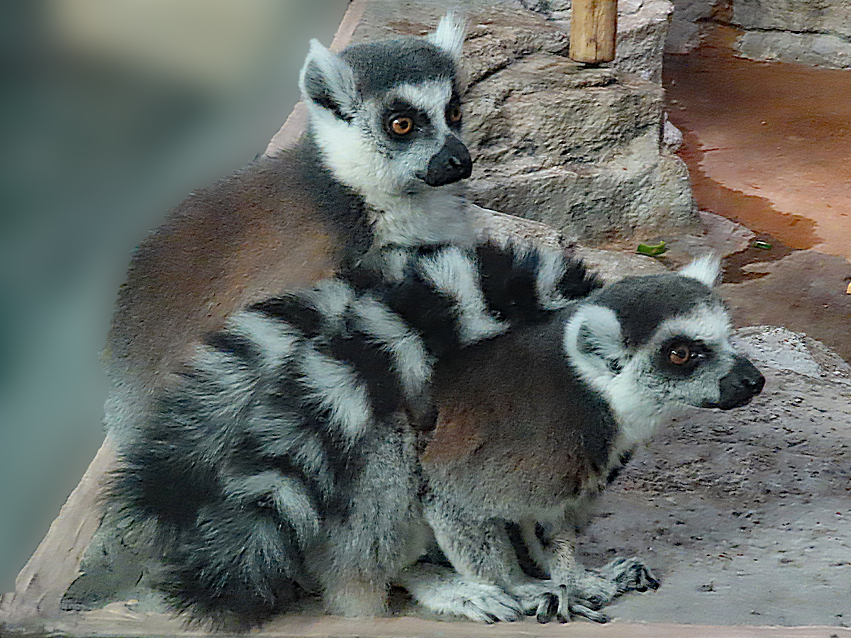 Ring-tailed Lemurs | RegenAxe