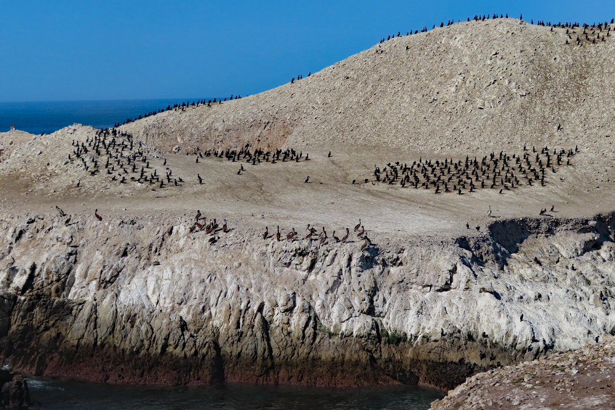 Bird Island – Cormorant Rookery | RegenAxe