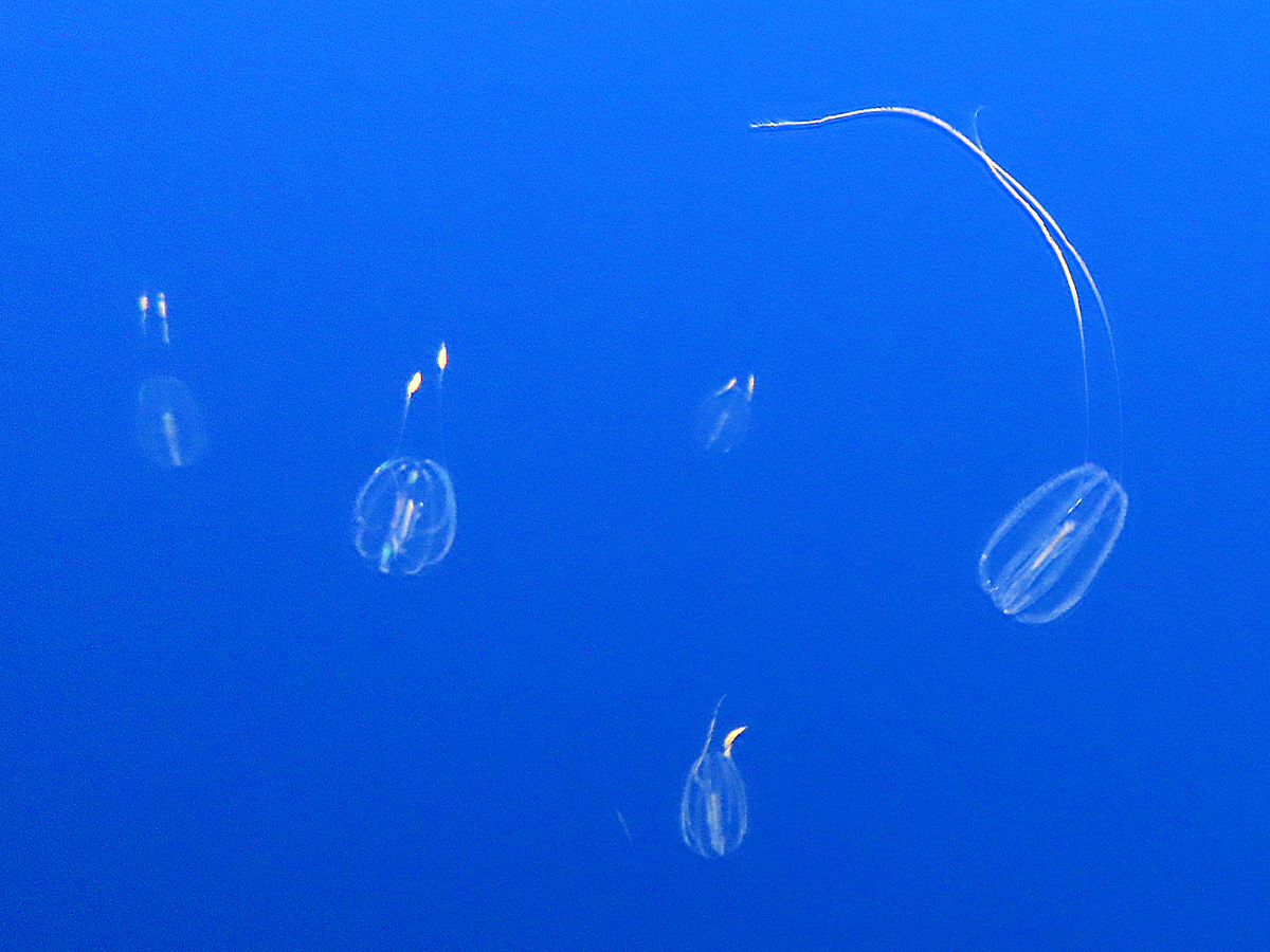 Sea Gooseberry | RegenAxe