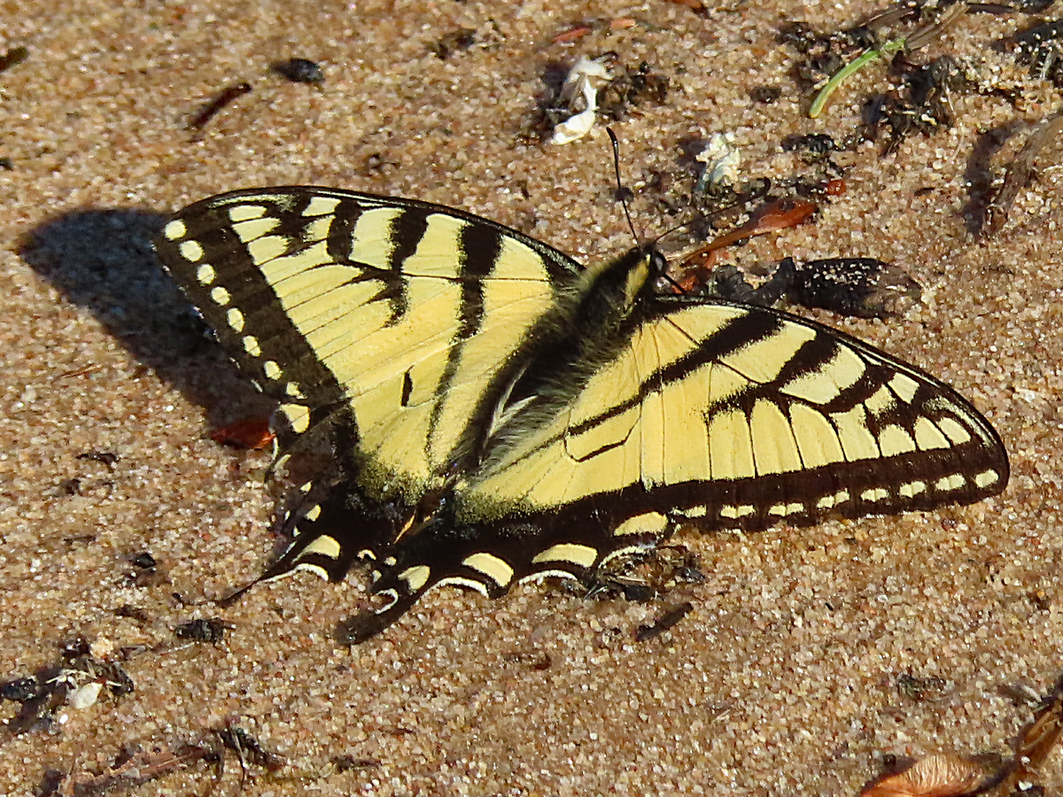 Swallowtail | RegenAxe