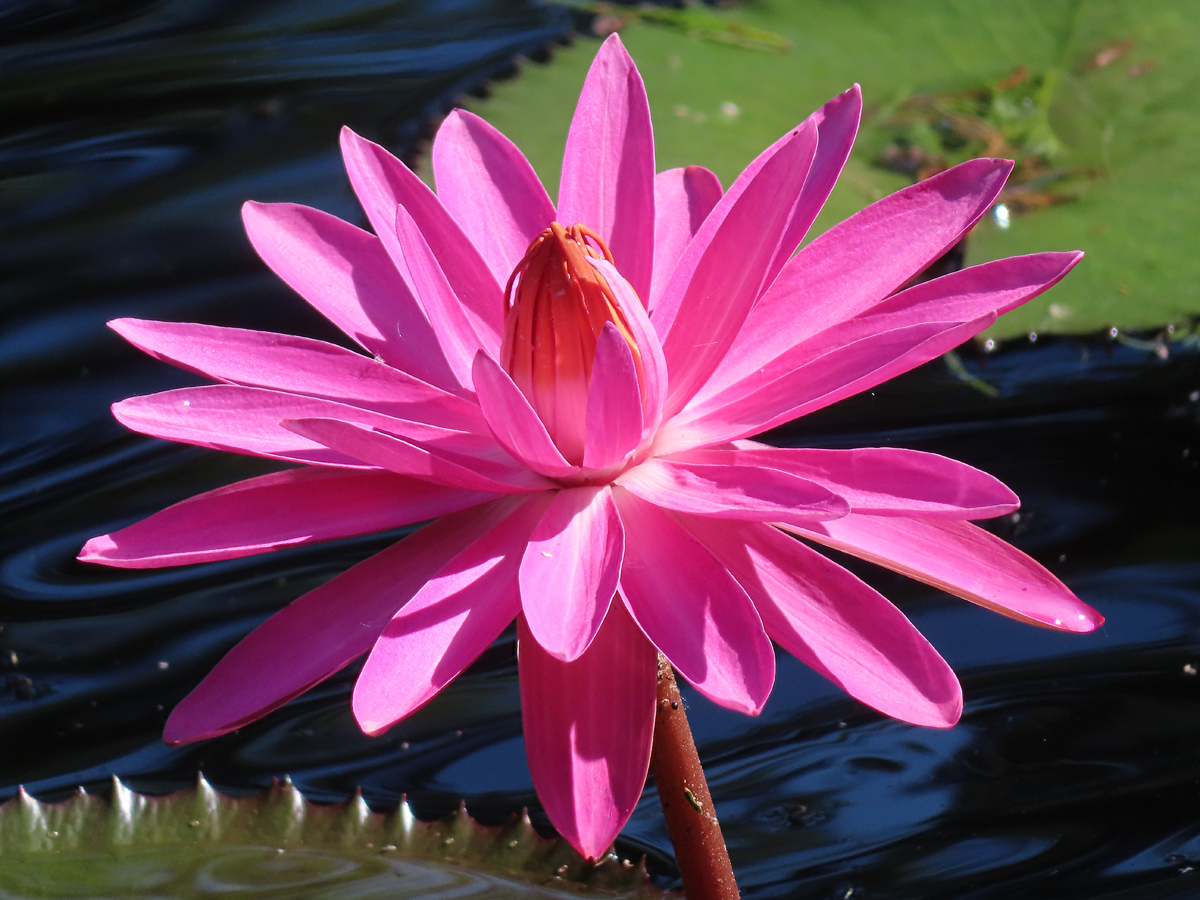 Pink Water Lily | RegenAxe