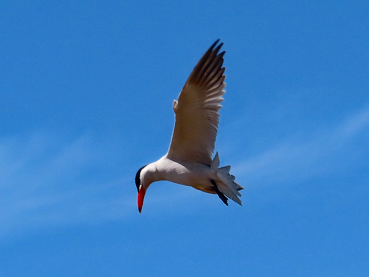 Common Tern Fishing | RegenAxe
