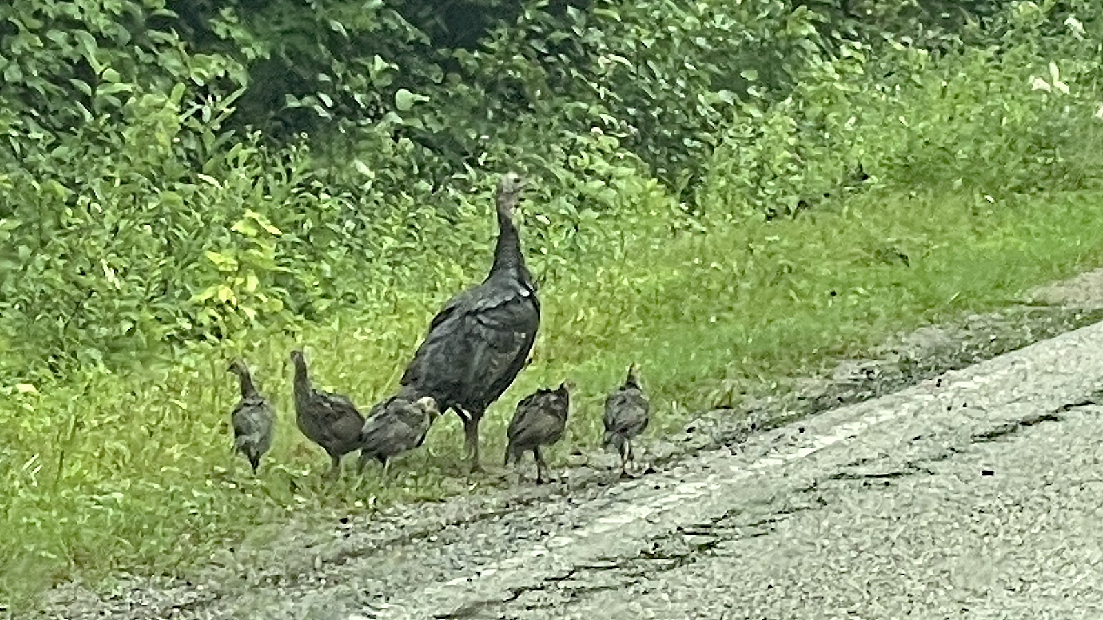 Turkey Nuggets | RegenAxe