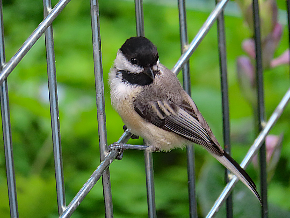 Chickadee | RegenAxe