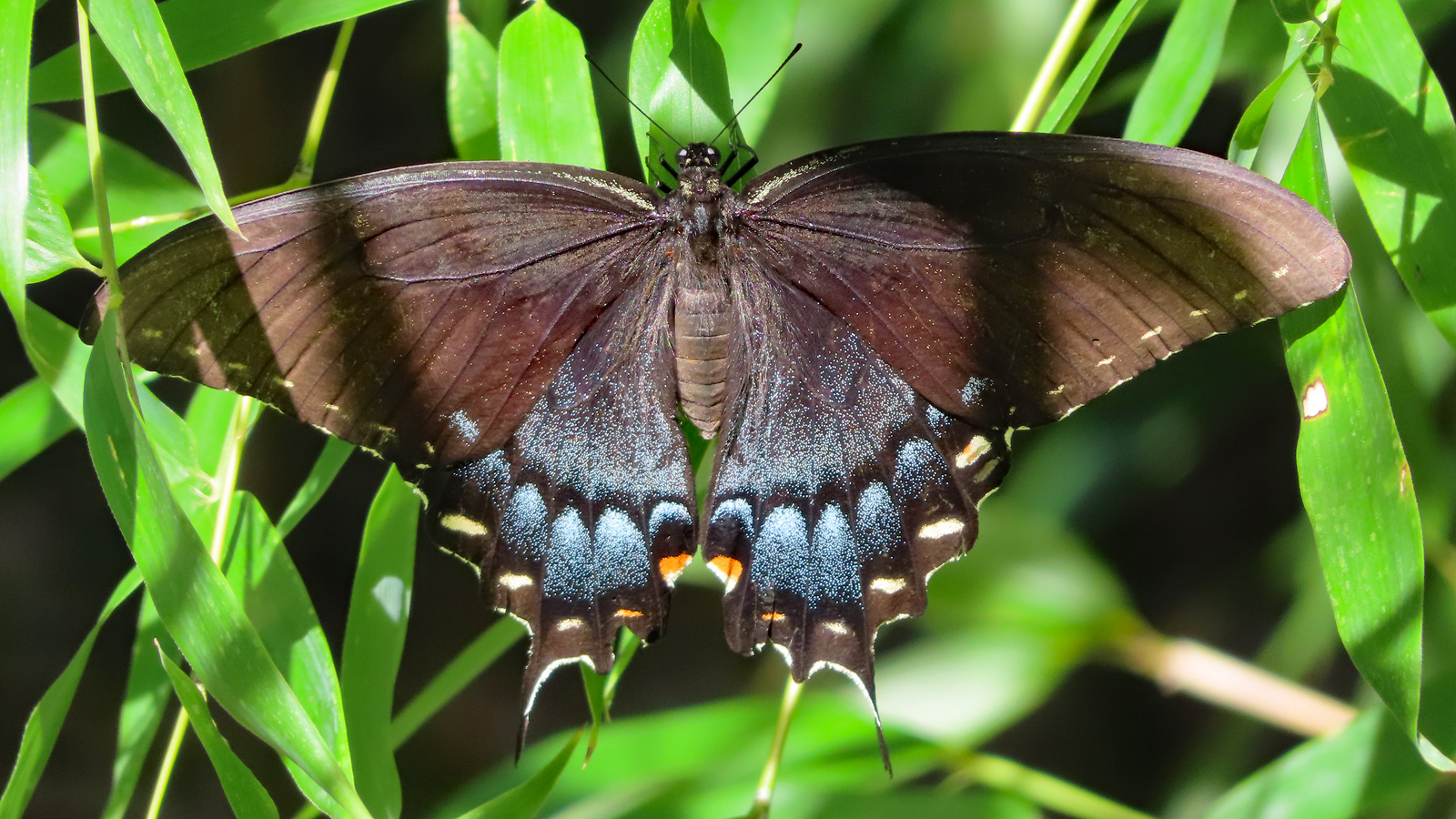 Eastern Tiger Swallowtail | RegenAxe