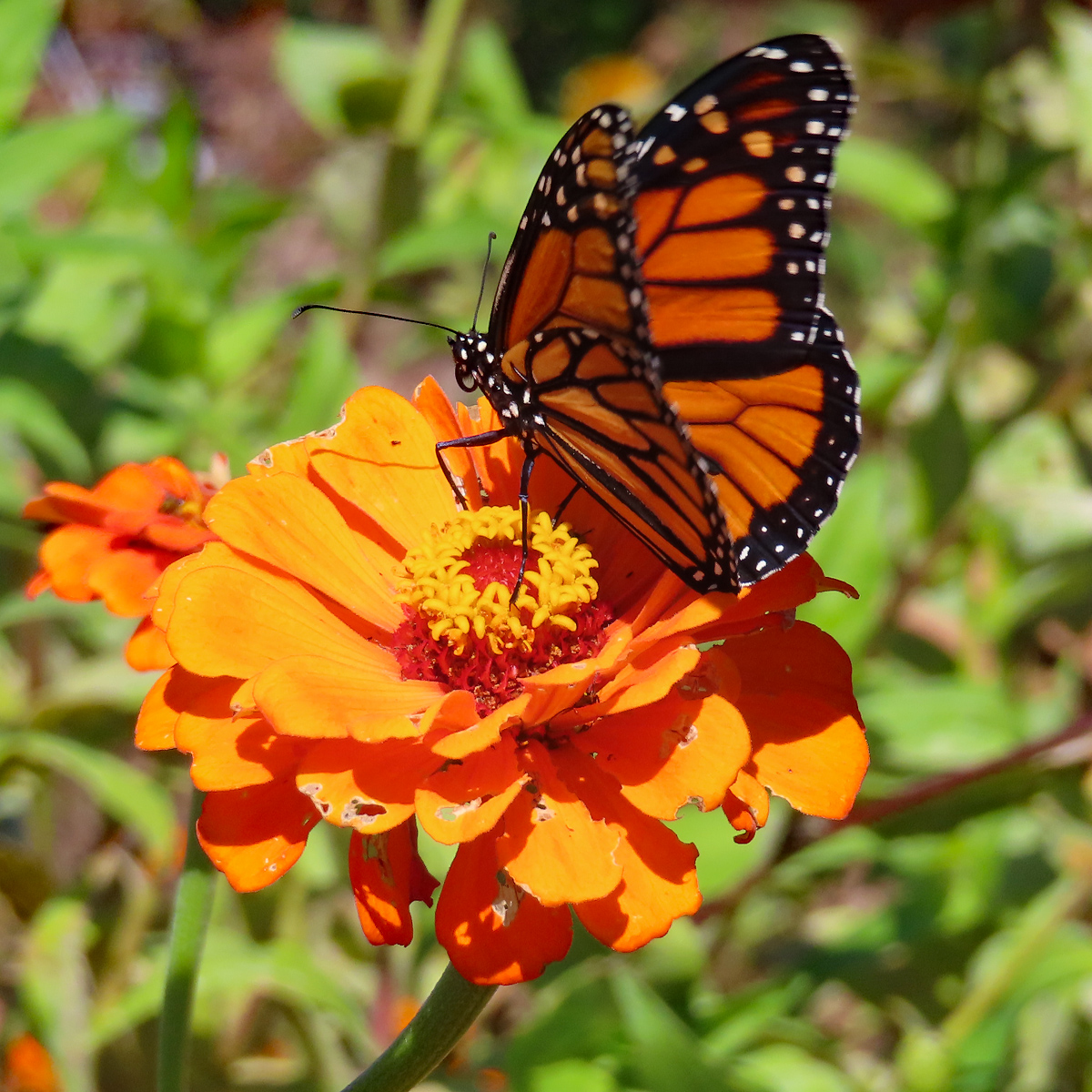 Monarch on Orange Zinna | RegenAxe