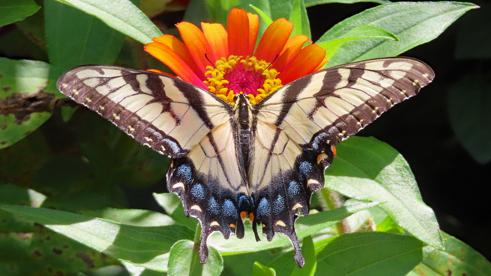 Yellow Swallowtail | RegenAxe