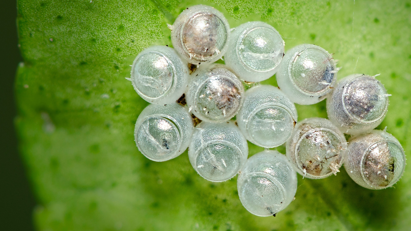 Brown Marmorated Stink Bug Eggs – Photo by Bankim Desai on Unsplash ...