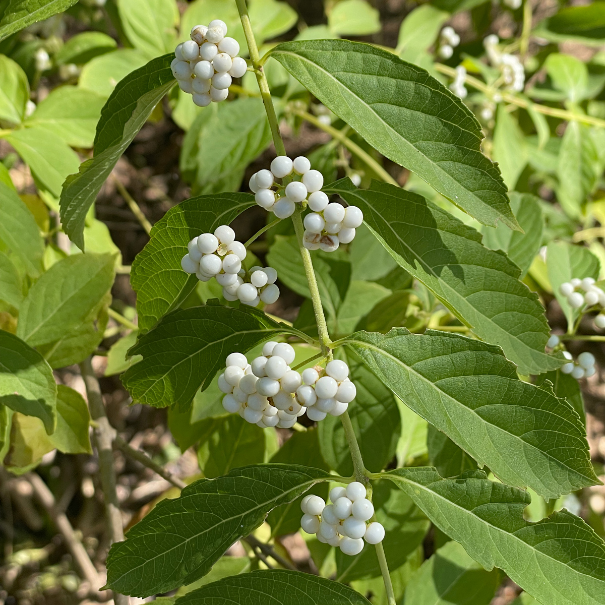 White Beautyberry | RegenAxe