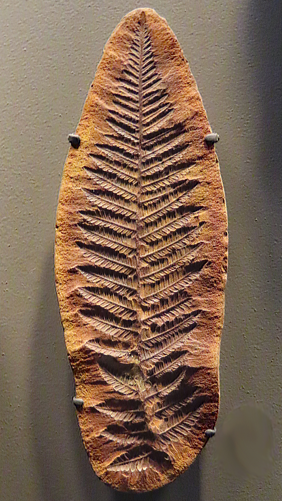 Ferns Then and Now | RegenAxe