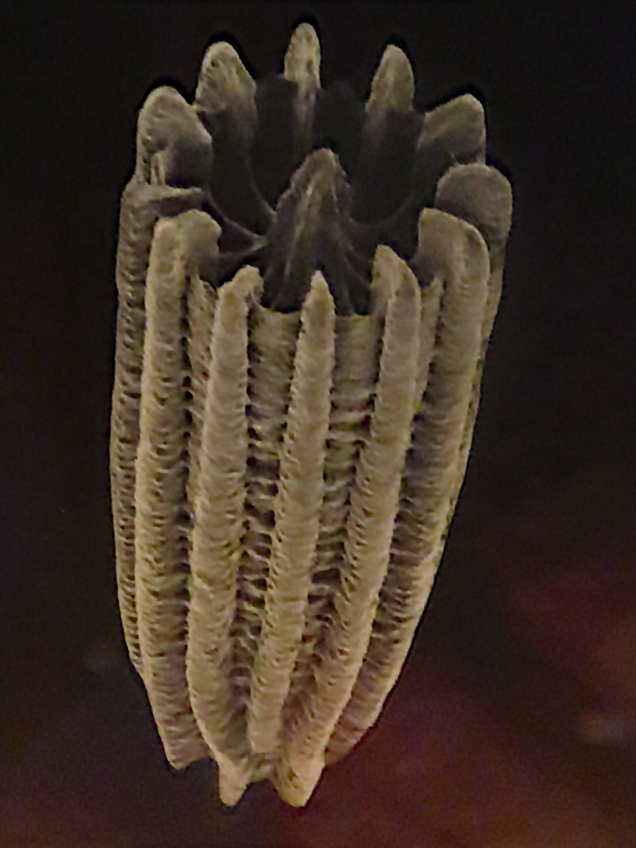 Turbinolia Photo | RegenAxe