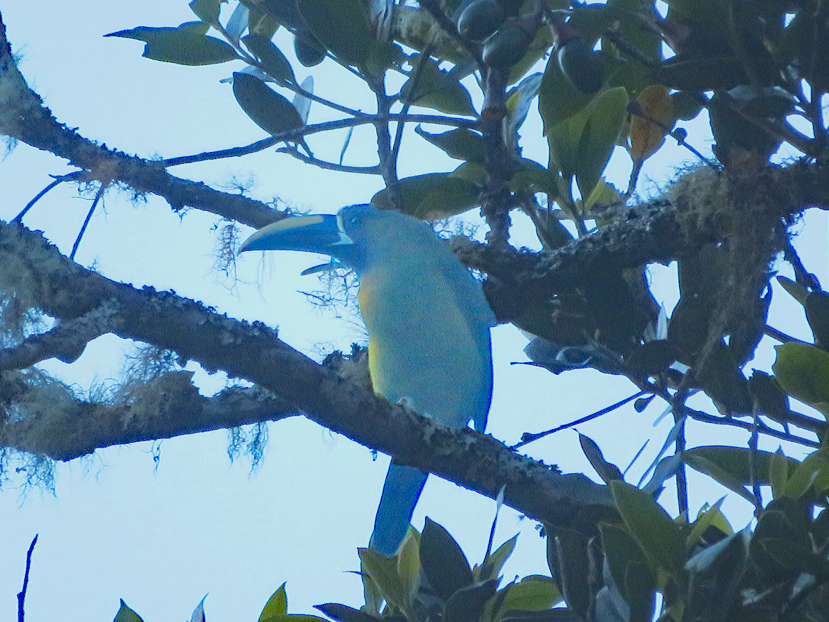 Emerald Toucanet | RegenAxe