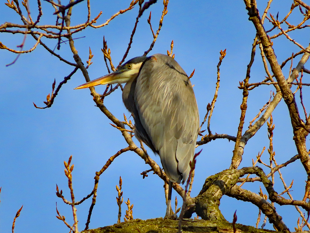 Great Blue Heron | RegenAxe
