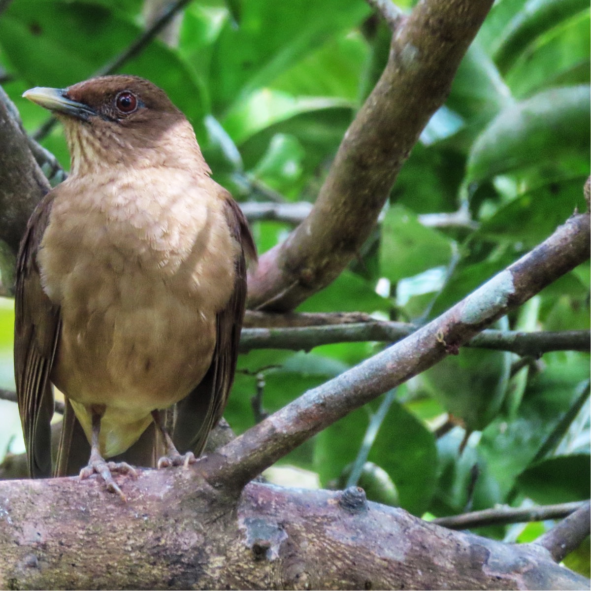 National Bird | RegenAxe