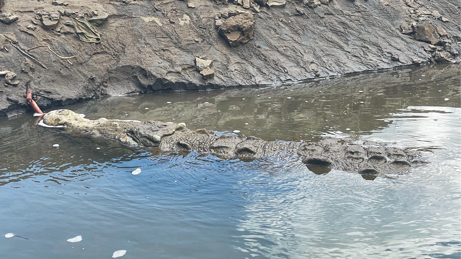 Crocodile | RegenAxe