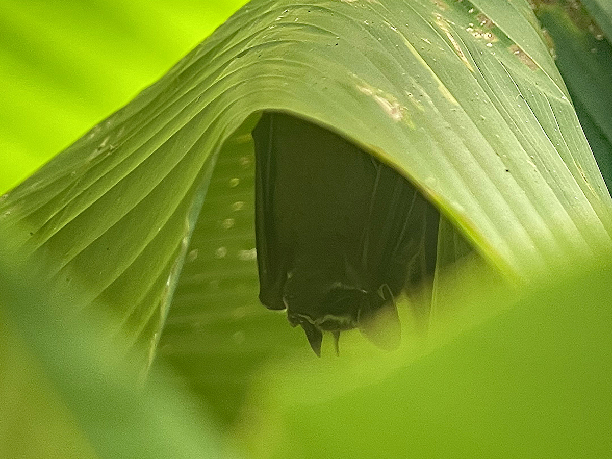 Tent-Making Bat | RegenAxe