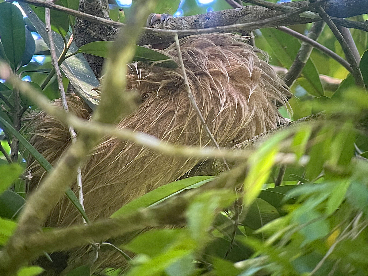 Grandma Sloth | RegenAxe