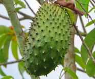 Soursop RegenAxe Soursop RegenAxe