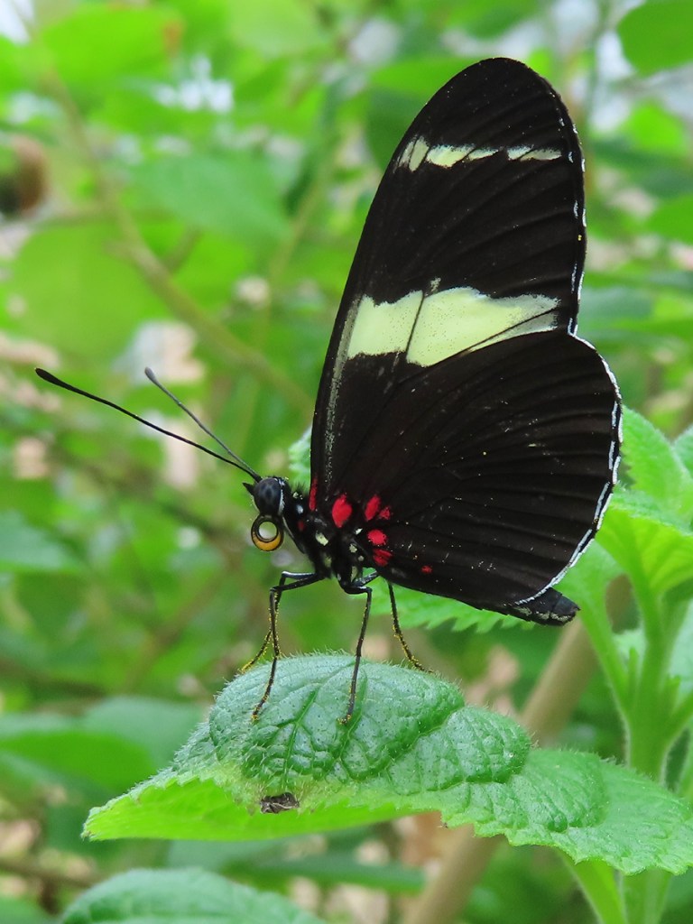 Sara Longwing | RegenAxe