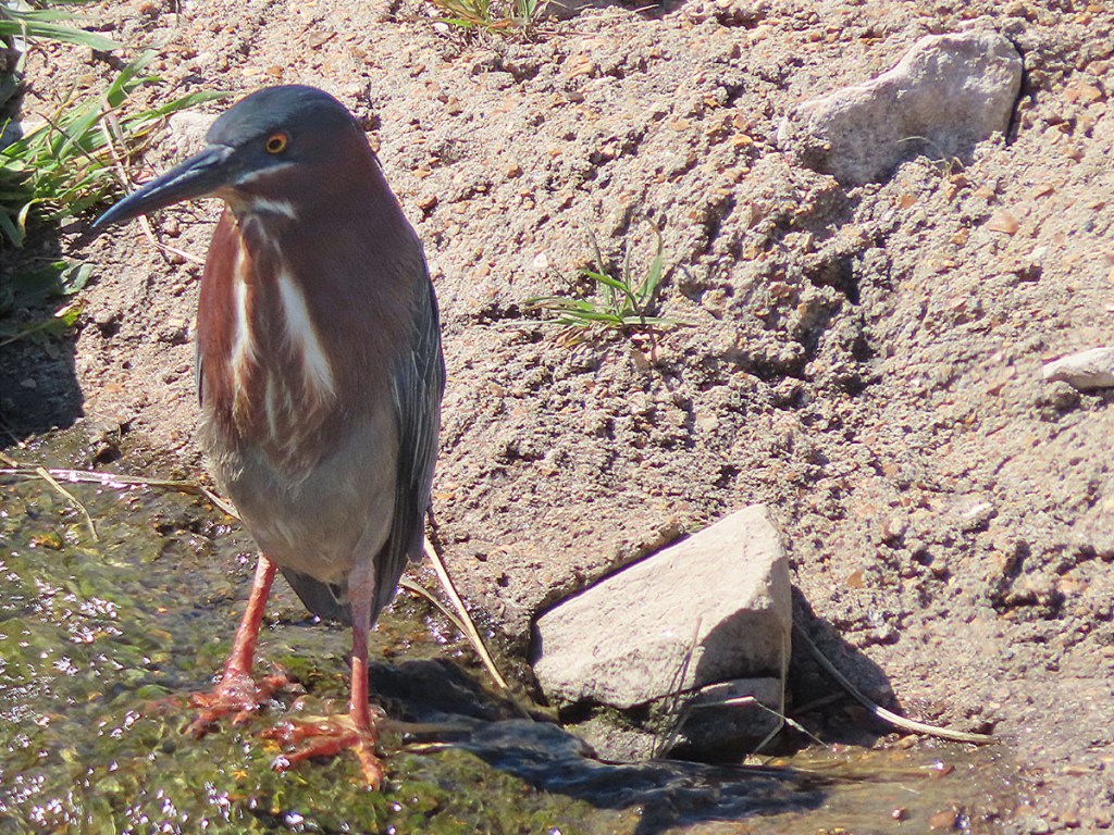 Green Heron | RegenAxe