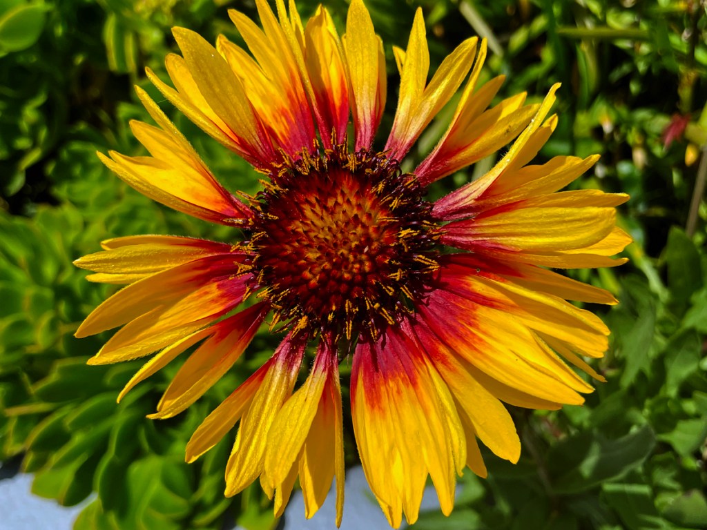 Indian Blanket | RegenAxe