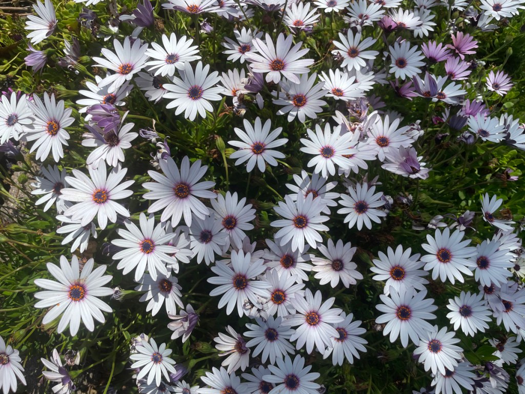 African Daises | RegenAxe