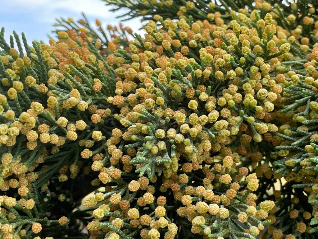 Monterey Cypress | RegenAxe