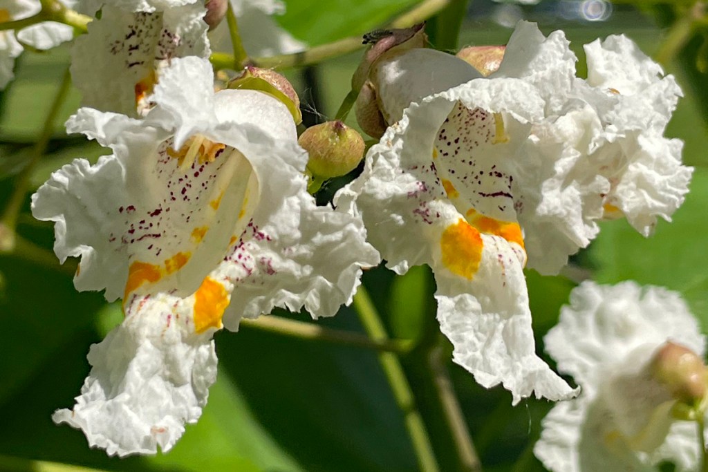 Horse Chestnut | RegenAxe