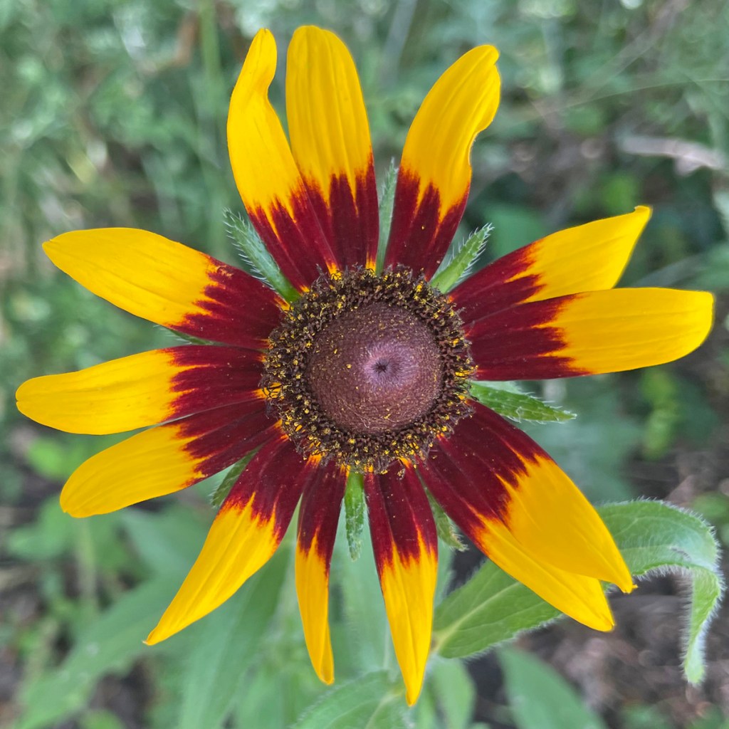 Denver Daisy Coneflower | RegenAxe